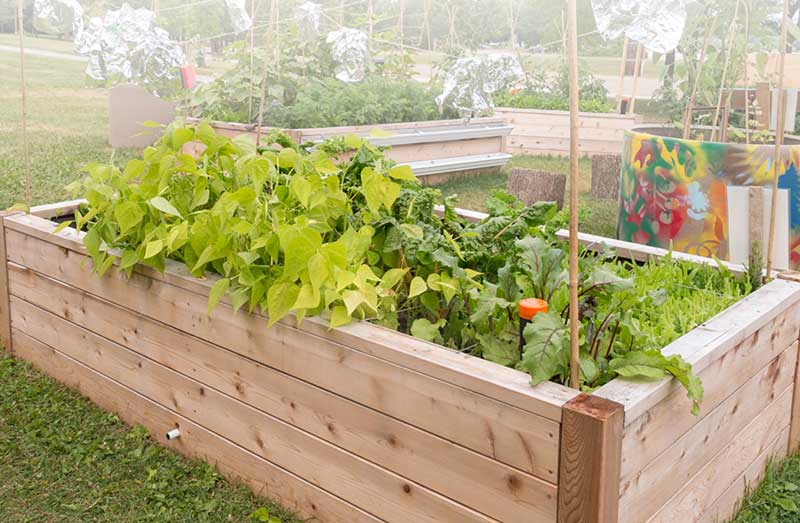 Jardines comunitarios - Viva Saludable